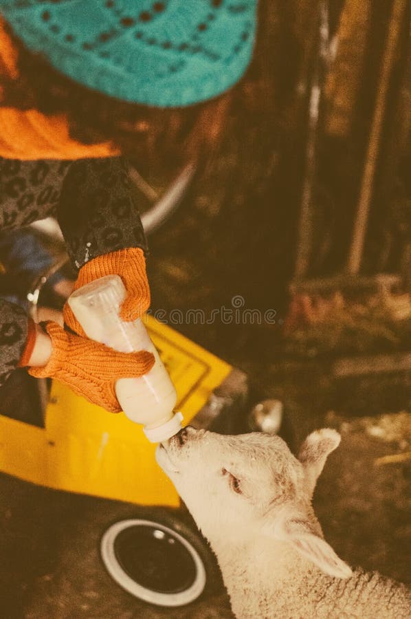 Lamb hand-feeding stock photo. Image of grass, year, sheep - 47596218