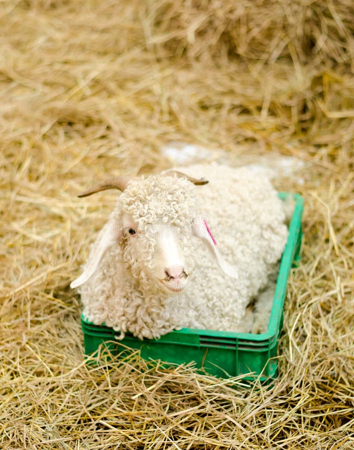 Lamb on hey in farm stock image. Image of puppy, street - 43535117