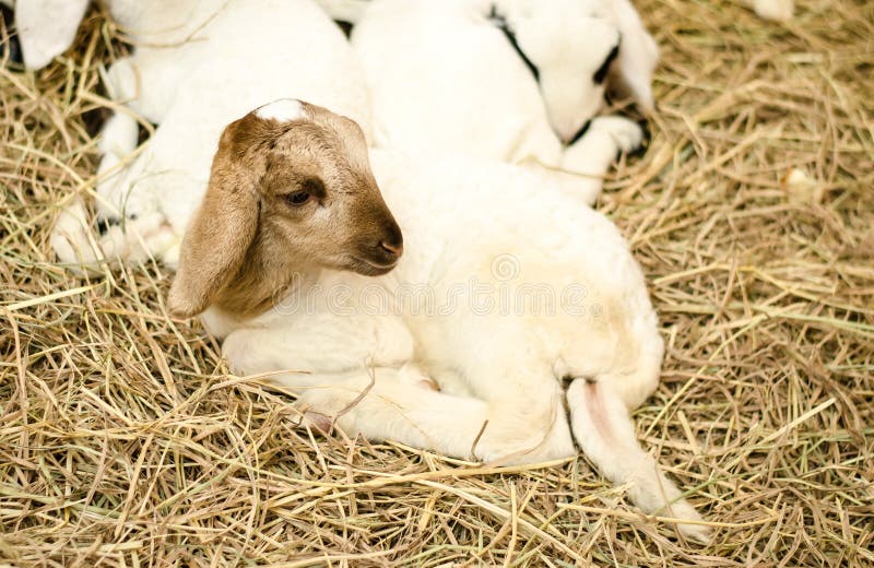 Lamb on hey in farm stock image. Image of laying, tired - 43535167