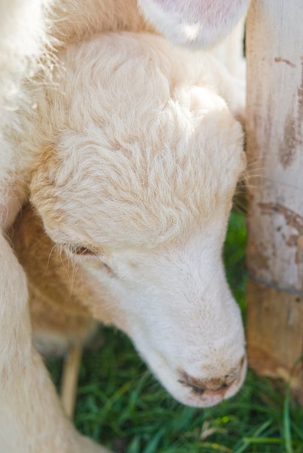 Lamb Hiding Under Other Sheep Stock Image - Image of farming, outdoor ...