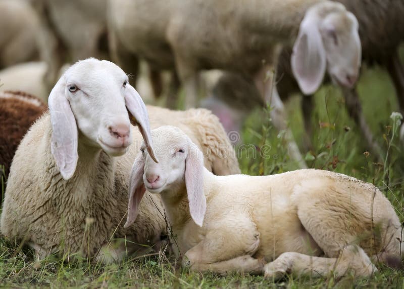 Lamb with His Mother in the Middle of the Flock Stock Image - Image of ...