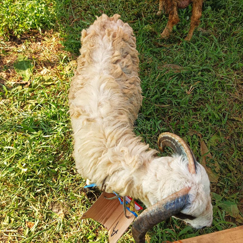 A Lamb with Horns Tied To Its Neck with a Rope Stock Image - Image of ...
