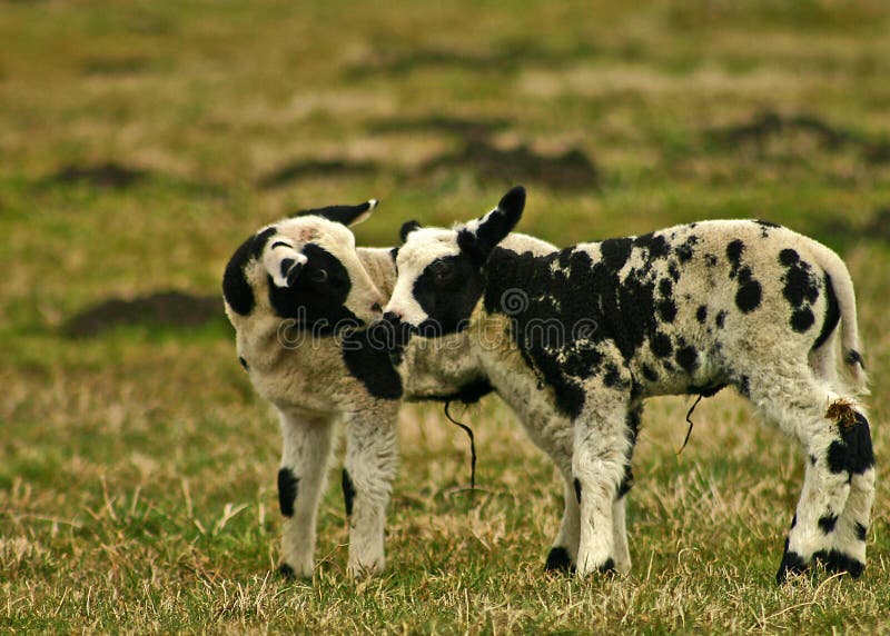 218 Sheep Kiss Stock Photos - Free & Royalty-Free Stock Photos from ...