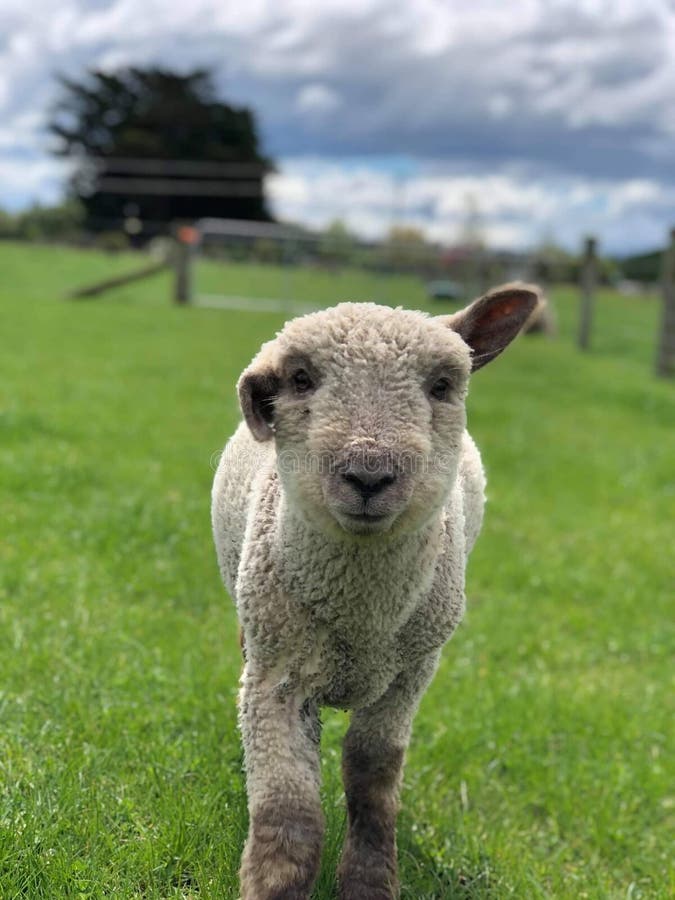 Lamb stock photo. Image of animals, lamb, farm, summer - 197920694