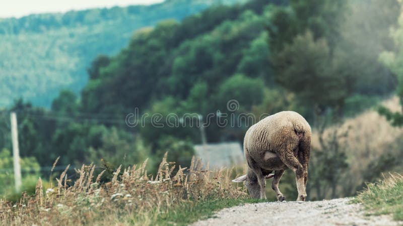 Lamb Lays on the Edge of the Road Stock Image - Image of tree, blue ...