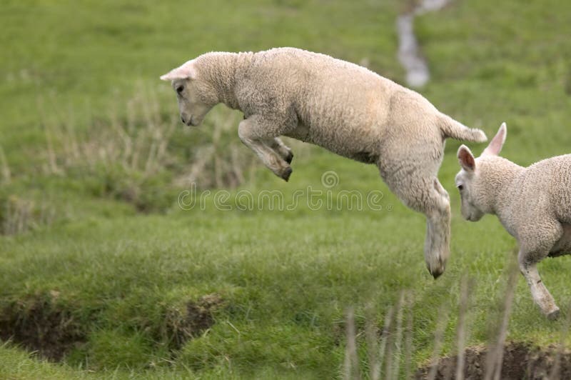 Lamb leaping stock photo. Image of jumping, green, grass - 2128040