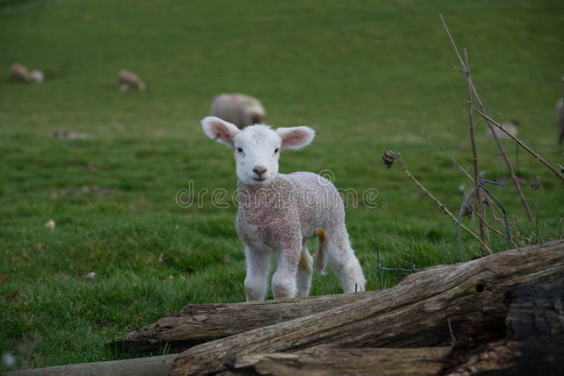 Sweet lamb stock photo. Image of life, cake, closeup - 16654986