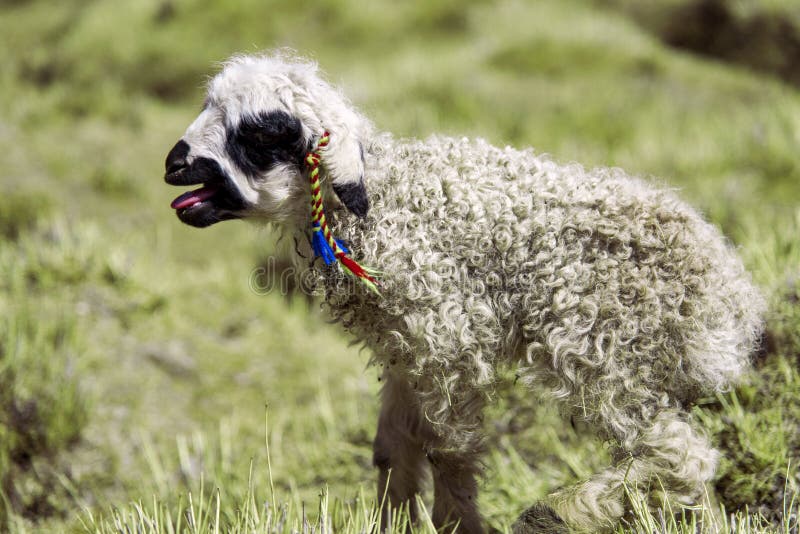 Lamb of Tibetan sheep stock image. Image of tibet, nature - 36717375