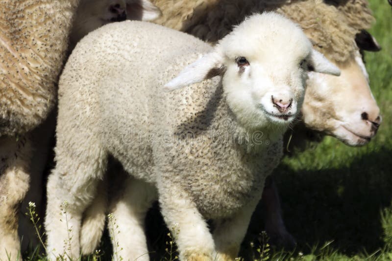 Lamb looking at camera stock image. Image of breed, animal - 246829829