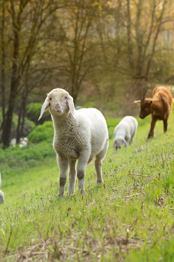 Flock of sheep grazing stock image. Image of landscape - 97726455
