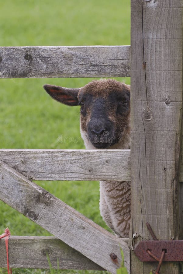 Lamb looking through gate stock image. Image of agriculture - 2702893