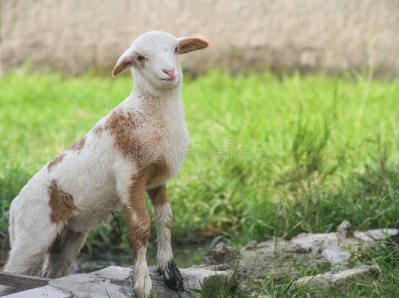 A Lamb Looking for Its Flock. Cute and Adorable Stock Photo - Image of ...