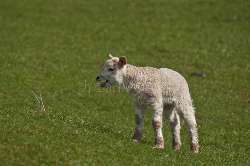 Crying Sheep Stock Photos - Free & Royalty-Free Stock Photos from ...