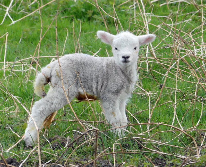 Spring Lamb Looking at Camera Stock Photo - Image of lamb, field: 214465470