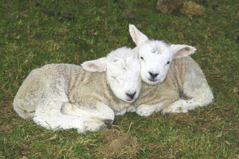 Lamb Love stock photo. Image of grass, animal, field - 17703528