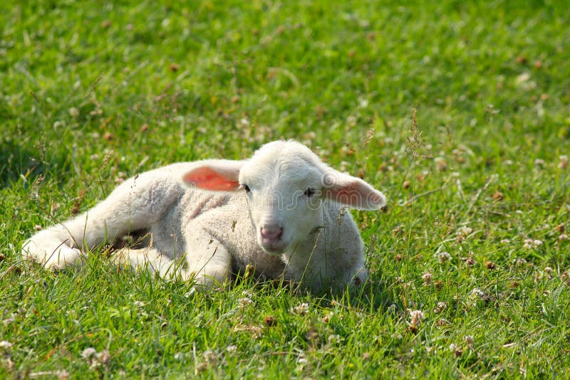 Lamb lying in pasture stock photo. Image of cute, little - 19742368