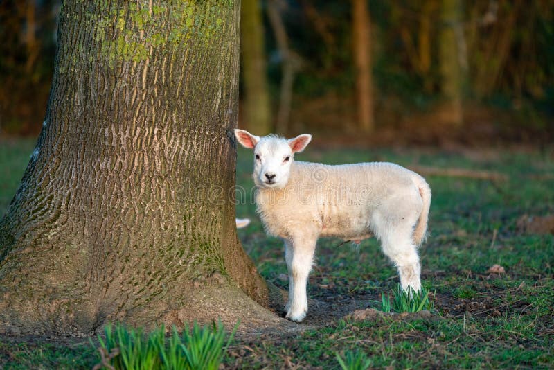 A lamb on the meadow stock image. Image of life, baby - 275271891