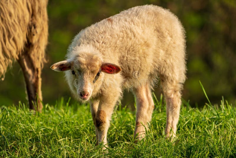 A lamb in the grass stock photo. Image of animals, farmland - 143796580