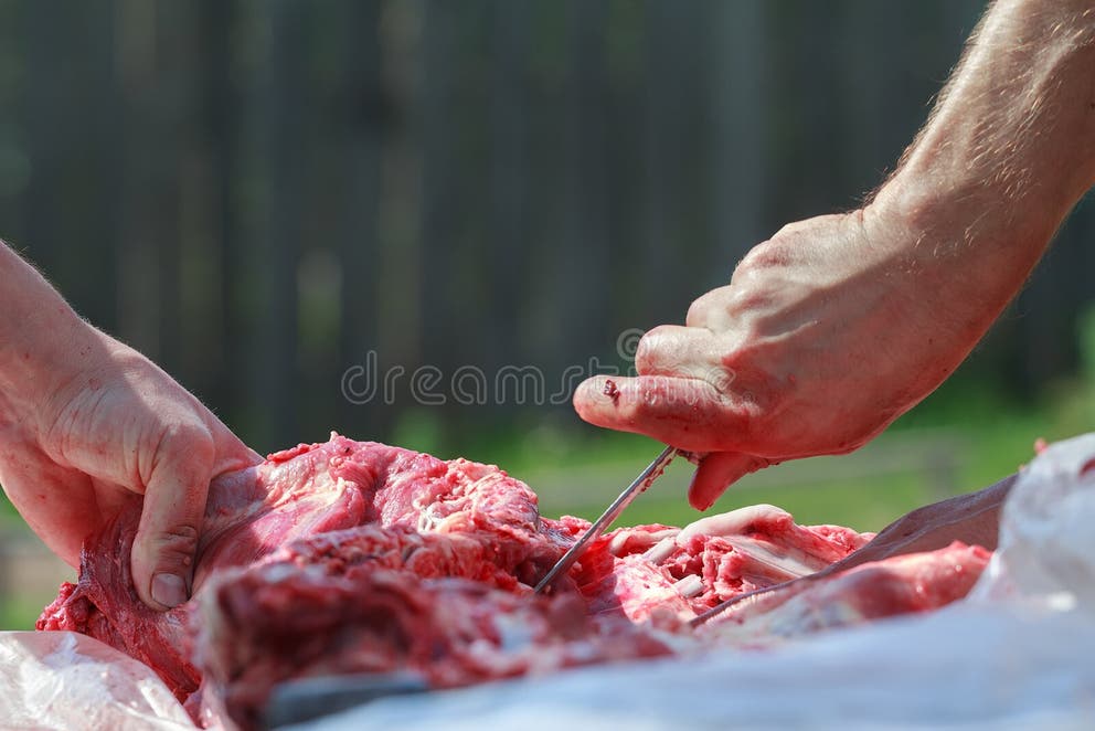 Lamb Meat Portion Handy Cutting Process Stock Photo - Image of flank ...