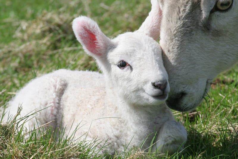 Lamb & Mother stock photo. Image of agriculture, grass - 2391814