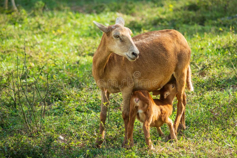 Lamb mother and its baby stock image. Image of meal - 239396507