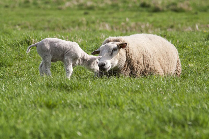 Lamb with mother stock image. Image of grass, noses, domestic - 39559153