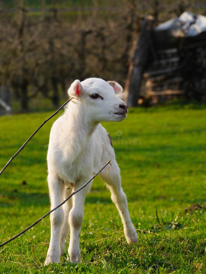 Lamb Outside in the Meadow during Easter Stock Image - Image of herd ...