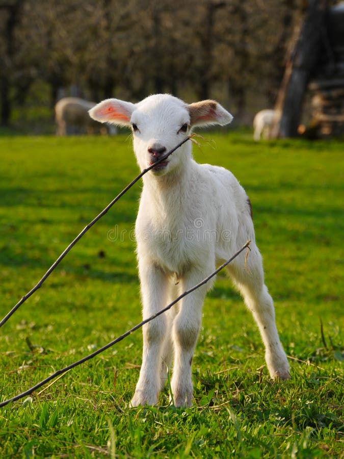 Lamb Outside in the Meadow during Easter Stock Photo - Image of farm ...