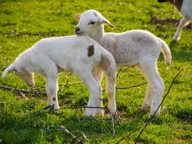 Lamb Outside in the Meadow during Easter Stock Photo - Image of nature ...