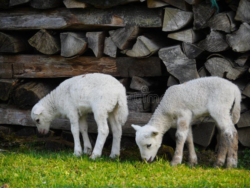 Lamb Outside in the Meadow during Easter Stock Photo - Image of farm ...