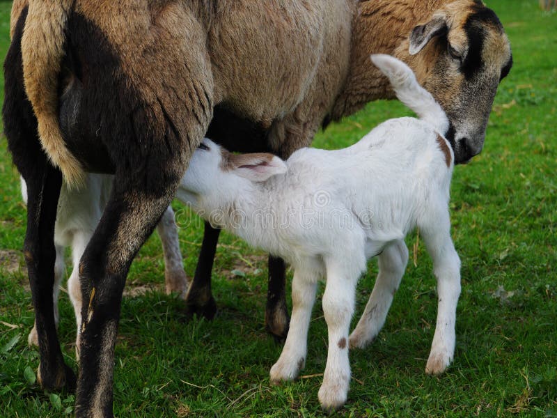 Lamb Outside in the Meadow during Easter Stock Photo - Image of summer ...