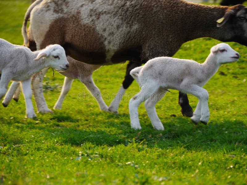 Lamb Outside in the Meadow during Easter Stock Photo - Image of animal ...