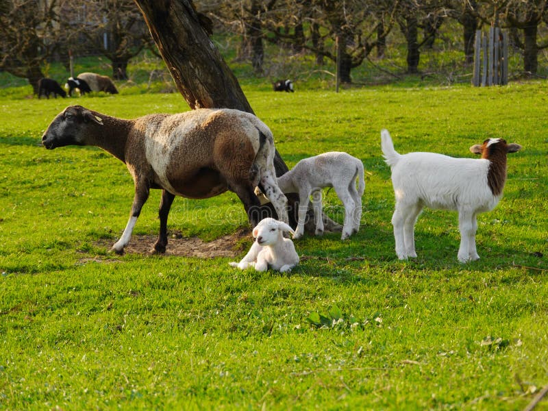 Lamb Outside in the Meadow during Easter Stock Image - Image of ...