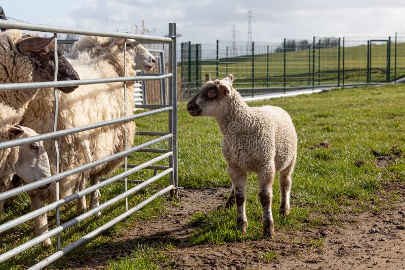 Lamb outside stock image. Image of looking, livestock - 215488149