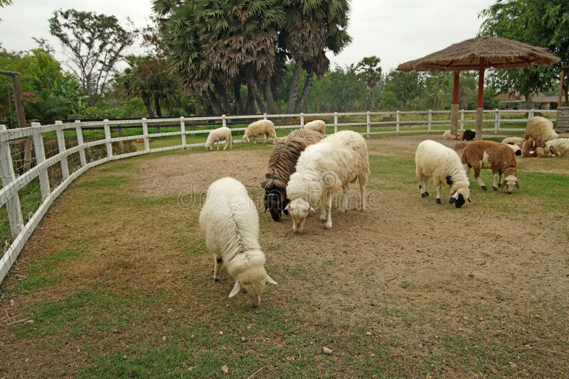 Lamb in paddock stock photo. Image of white, summer, field - 72580612