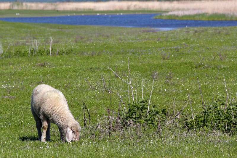 Lamb on pasture stock image. Image of grass, agriculture - 24603939