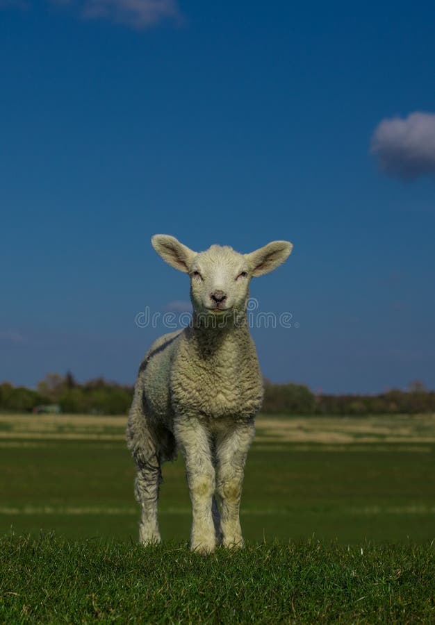 Lamb in the pasture stock image. Image of mammal, sheep - 247097511