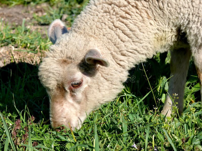 Lamb on pasture stock photo. Image of wool, lamb, pasture - 9206776
