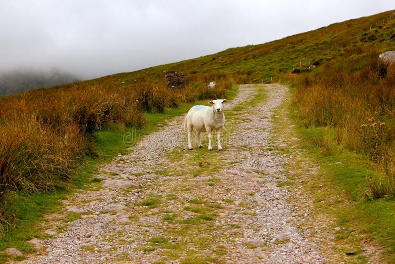 Lamb stock image. Image of kerry, farming, lamb, mammals - 61763817