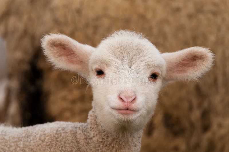 Young baby lamb stock photo. Image of animal, farm, infant - 6341574