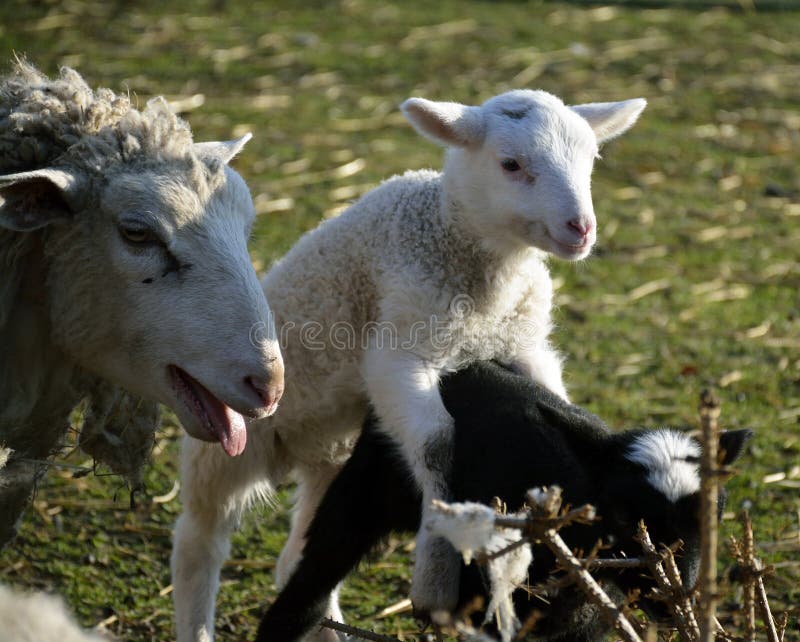 Lamb stock image. Image of rural, detail, portrait, lamb - 66912705