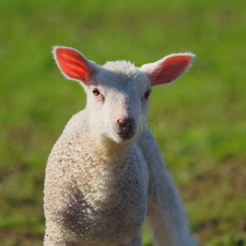 Lamb stock photo. Image of detail, industry, calendar - 89446236