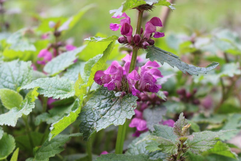 Lamb Purple Bloomed in the Forest in Early Spring Stock Image - Image ...