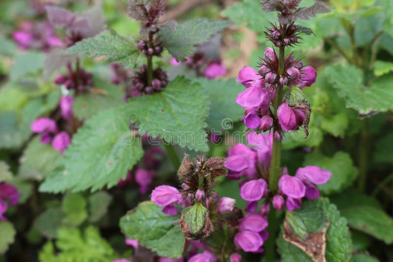 Lamb Purple Bloomed in the Forest in Early Spring Stock Image - Image ...