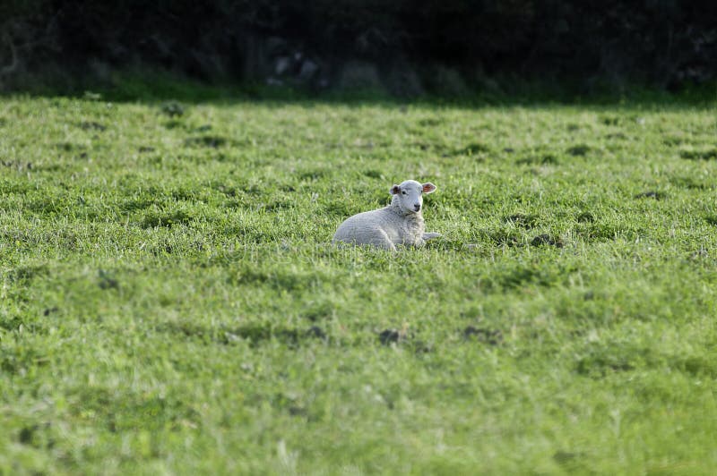 Lamb resting in the grass stock photo. Image of method - 50864384
