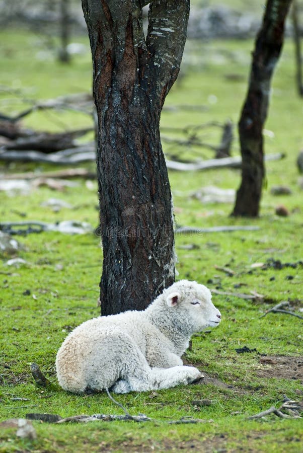 Lamb resting under tree stock photo. Image of livestock - 19668542