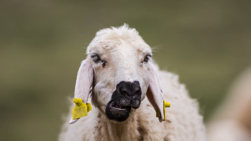 Lamb Ruminating stock image. Image of chewing, beautiful - 73179751