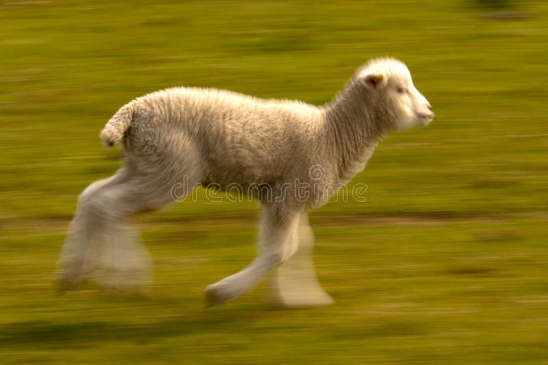 Running Lamb stock photo. Image of meadow, frisk, white - 19169576