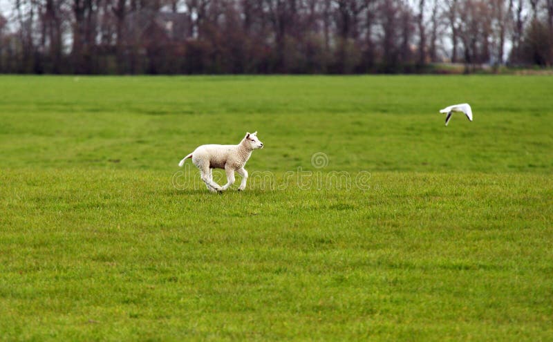 Running Lamb stock photo. Image of meadow, frisk, white - 19169576