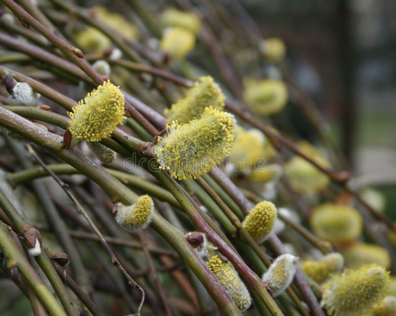 Lamb s-tails stock image. Image of garden, gardening - 68418981